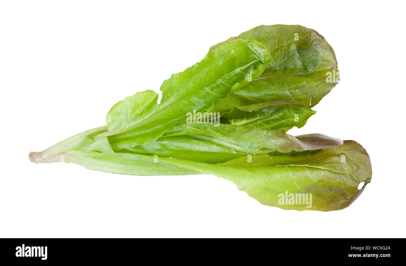 twig of fresh green Romaine lettuce isolated on white background Stock Photo - Alamy