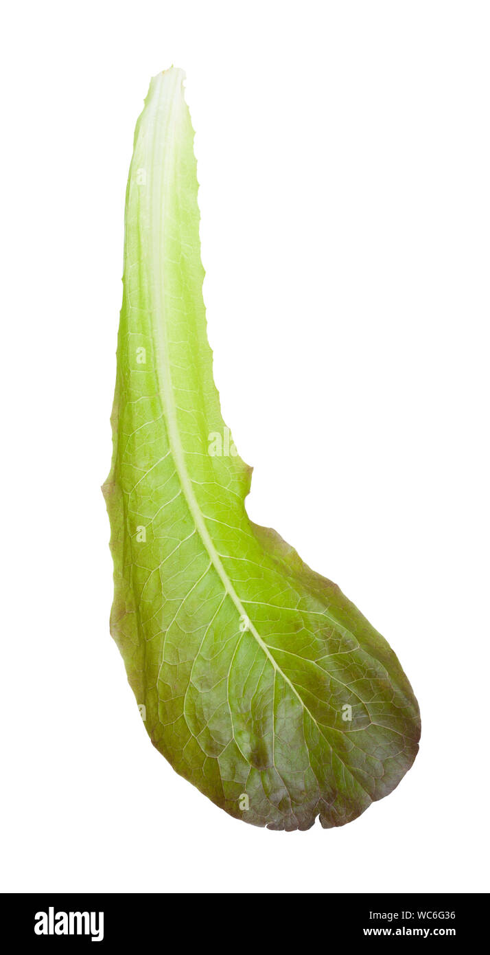single leaf of Romaine lettuce isolated on white background Stock Photo ...