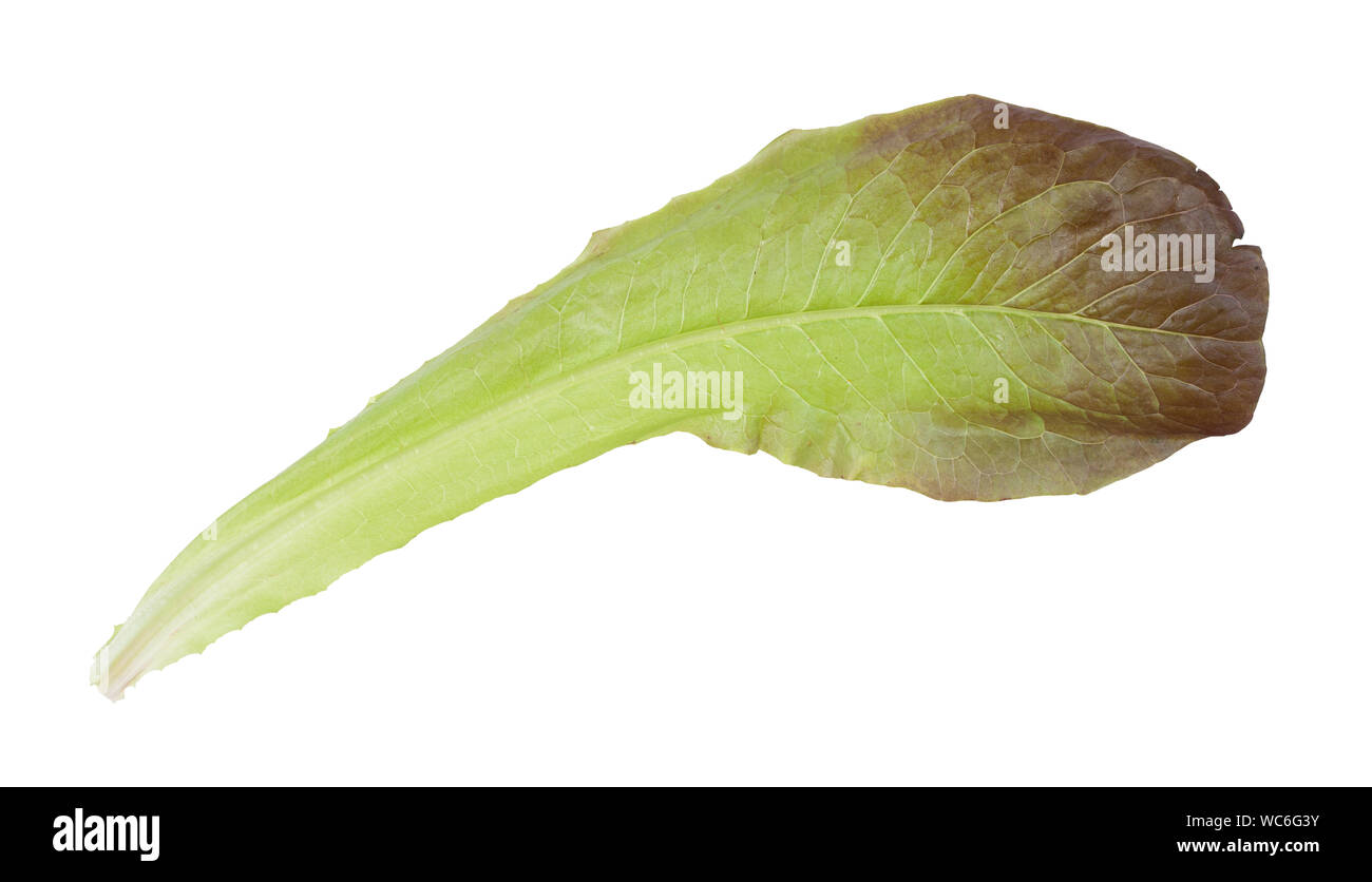 fresh leaf of Romaine lettuce isolated on white background Stock Photo ...