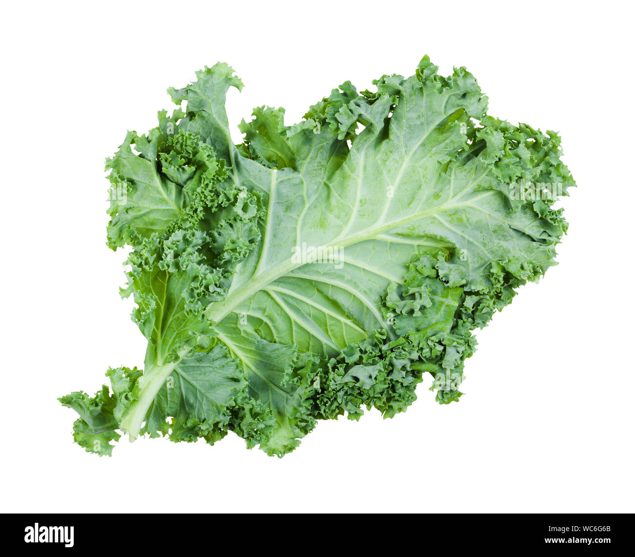 single green leaf of curly-leaf kale (leaf cabbage) isolated on white ...