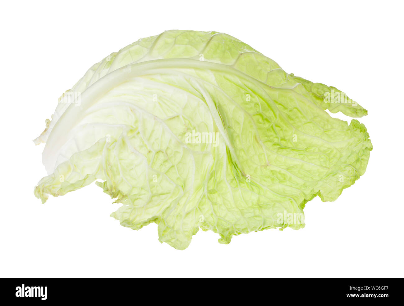single leaf of savoy cabbage vegetable isolated on white background ...
