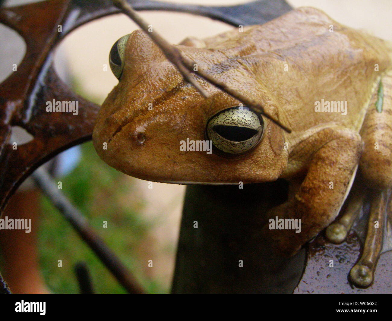 Metal frog hi-res stock photography and images - Alamy
