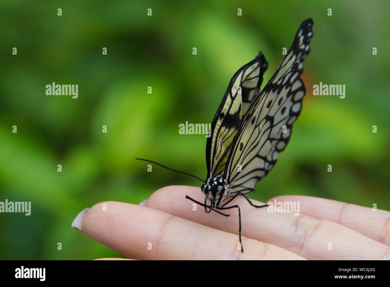 Singapore butterfly hi-res stock photography and images - Alamy
