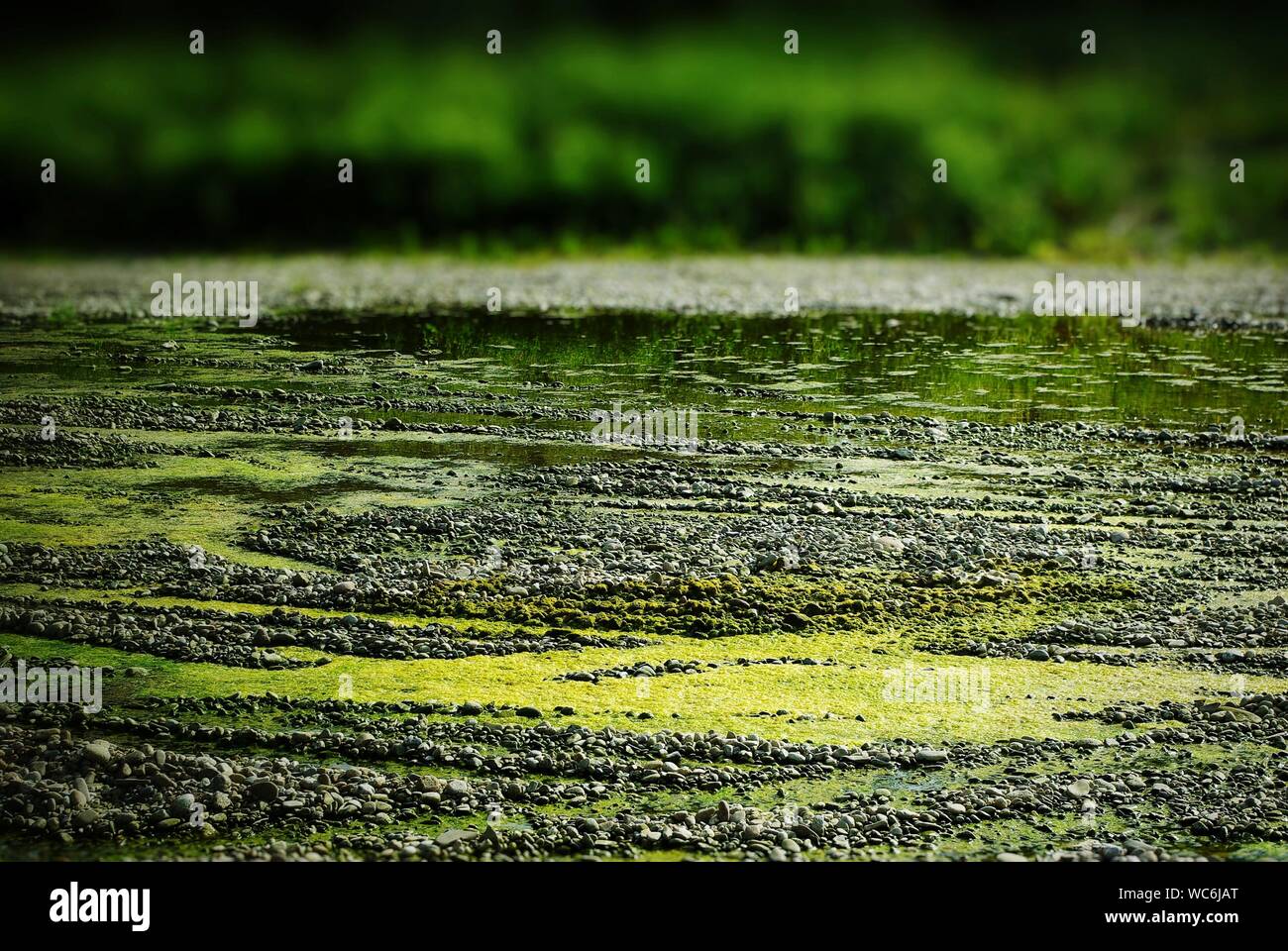 Marshy Land High Resolution Stock Photography and Images - Alamy