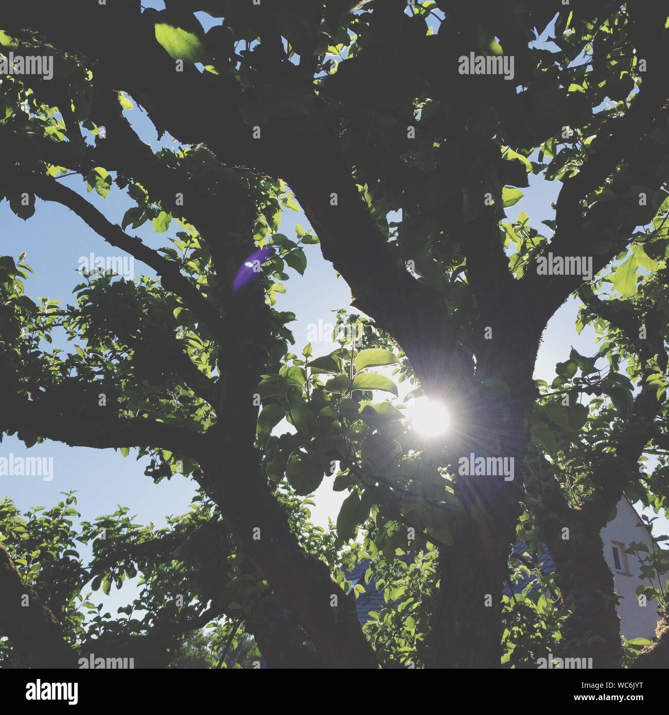 Sunlight shining through branches of tree hi-res stock photography and ...