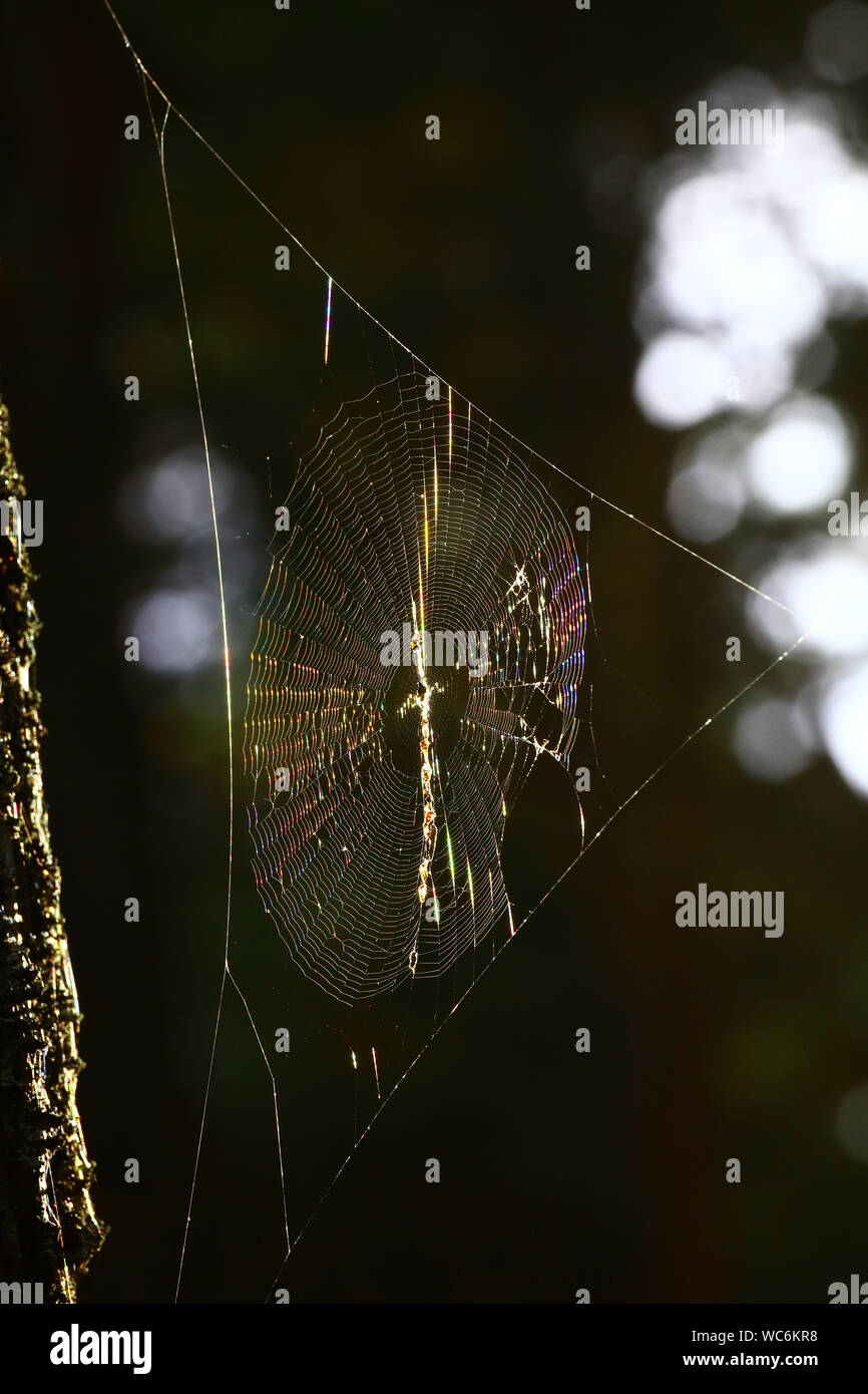 Tensile strength of spider silk hi-res stock photography and images - Alamy