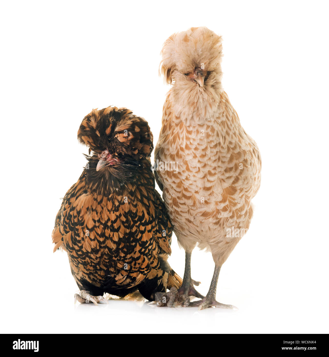 Two white chickens hi-res stock photography and images - Alamy