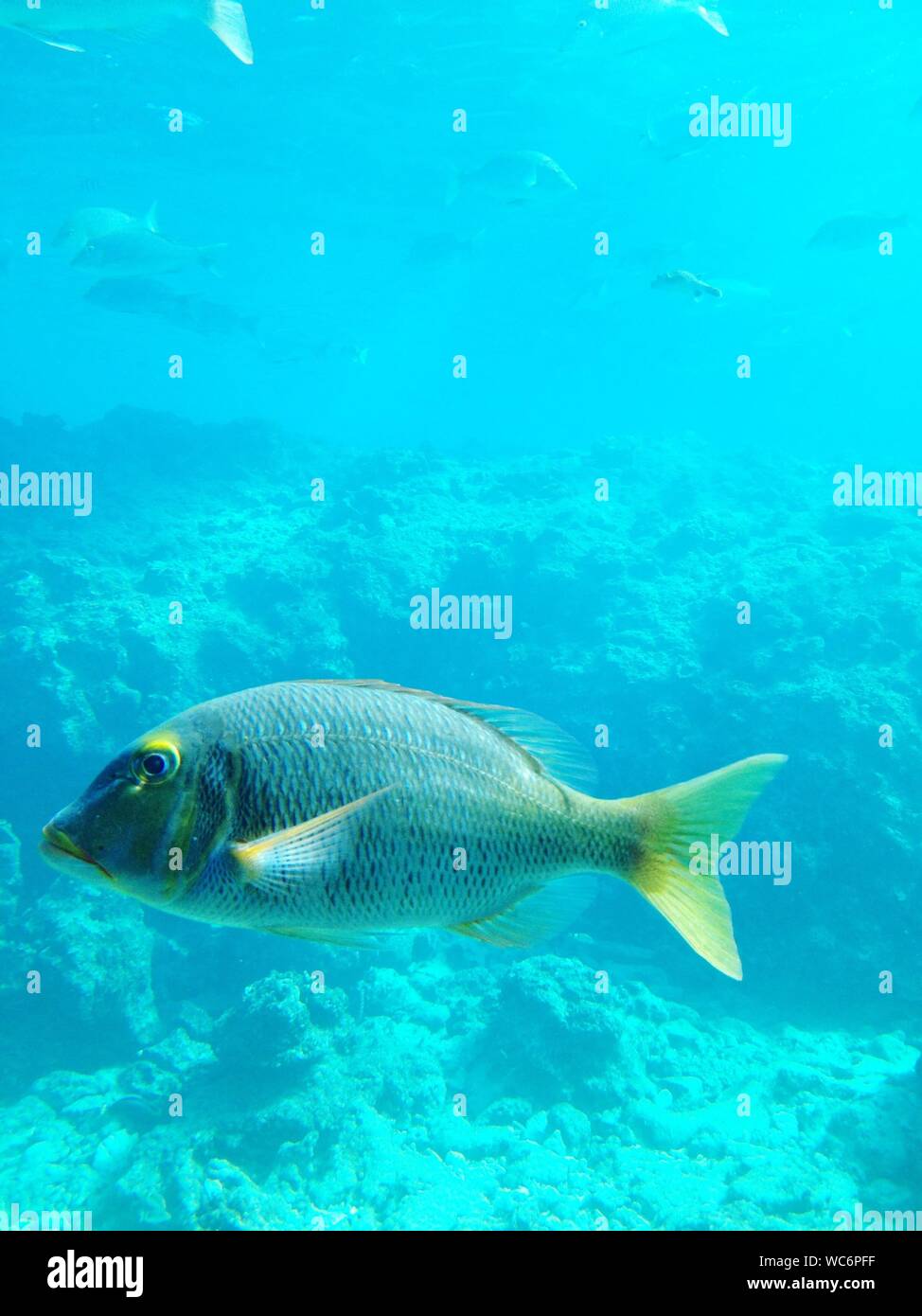 Dolphin fish underwater hi-res stock photography and images - Alamy
