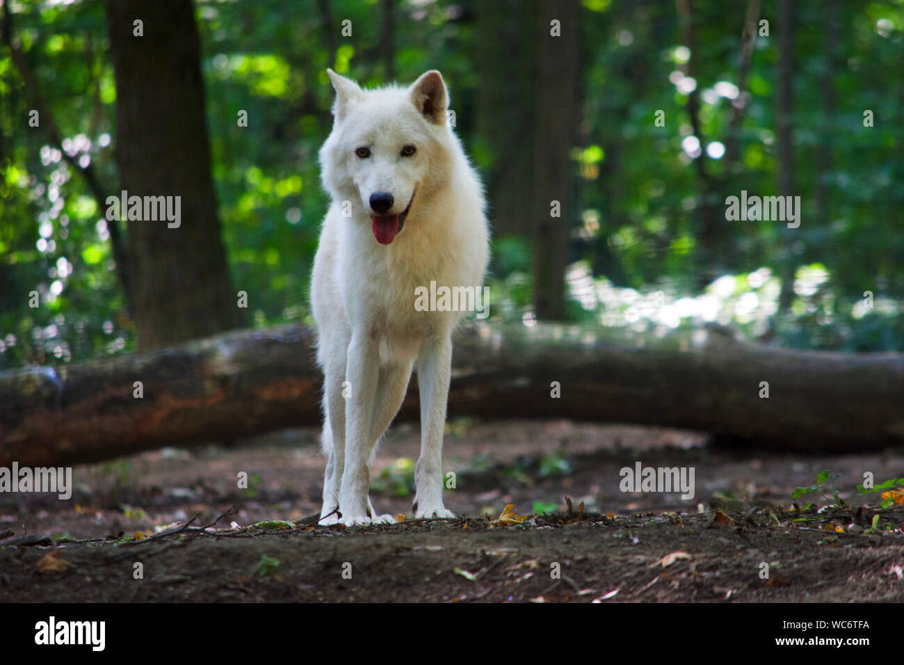 The arctic forest hi-res stock photography and images - Alamy