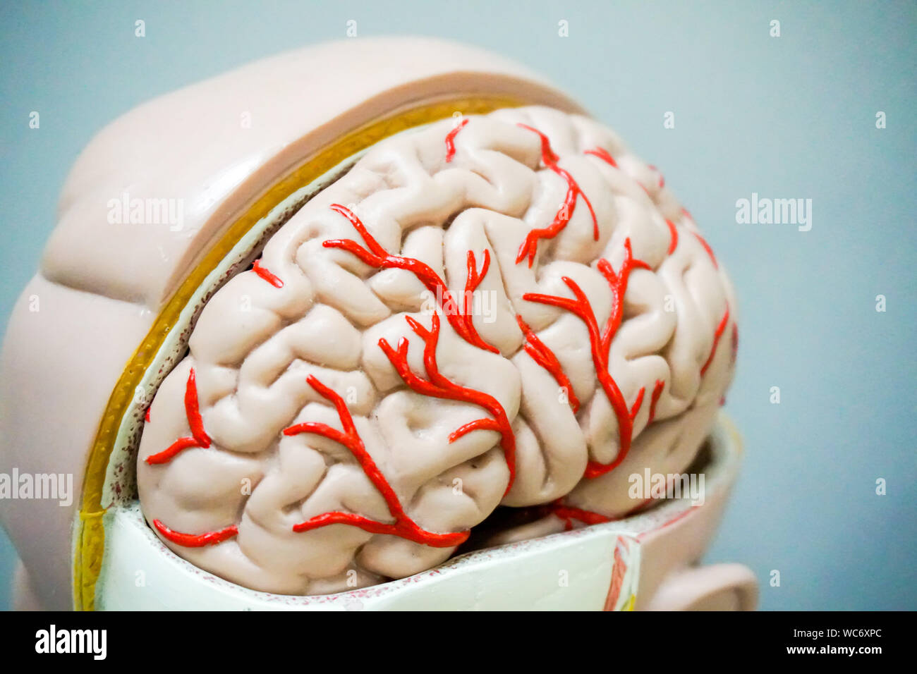 Human brain anatomical hi-res stock photography and images - Alamy