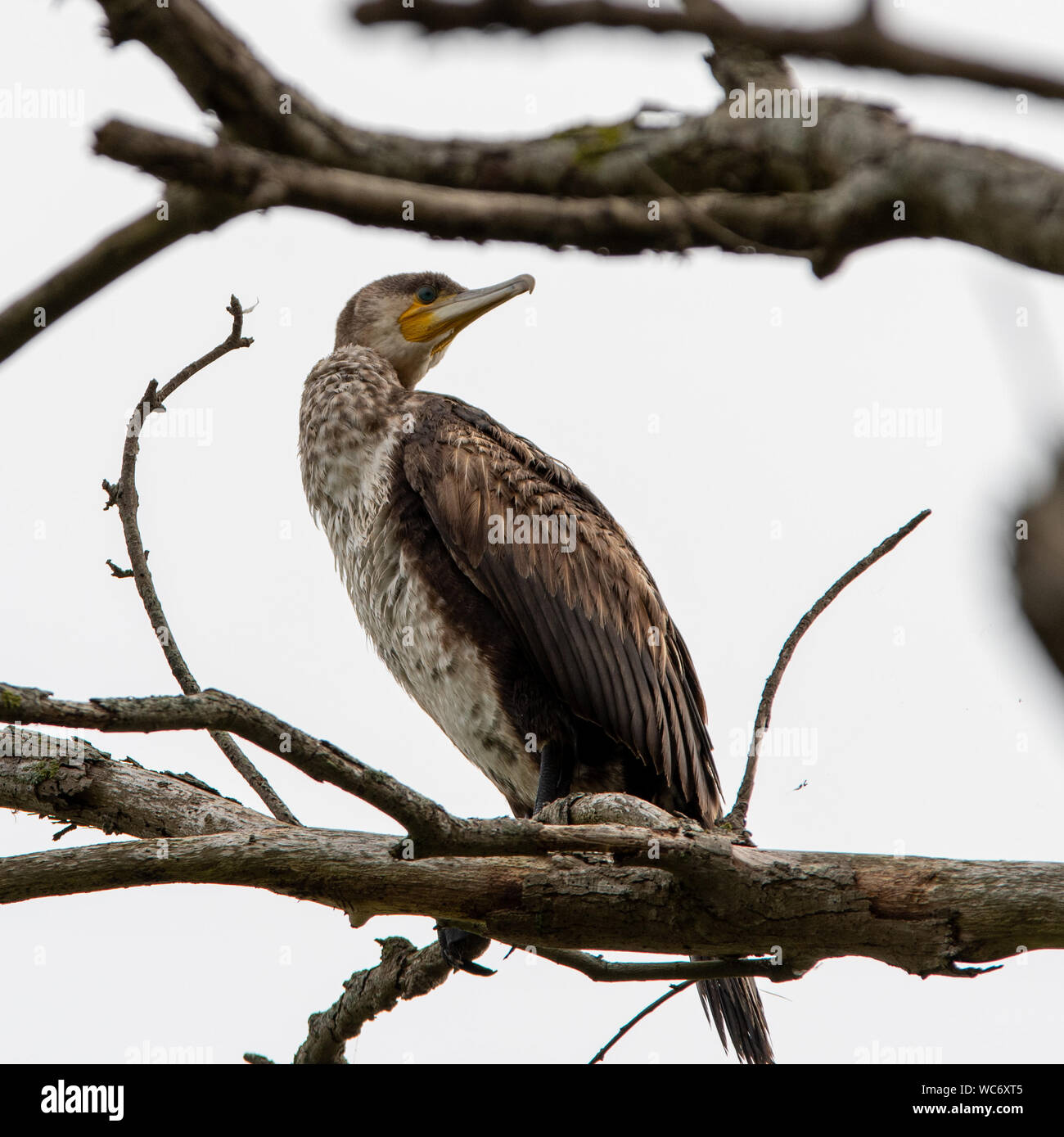 Juvenile great cormorant hi-res stock photography and images - Alamy