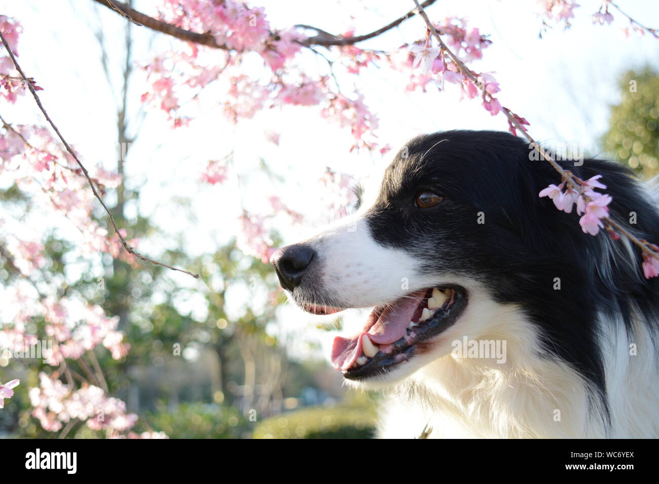 Border Collie Back High Resolution Stock Photography and Images - Alamy