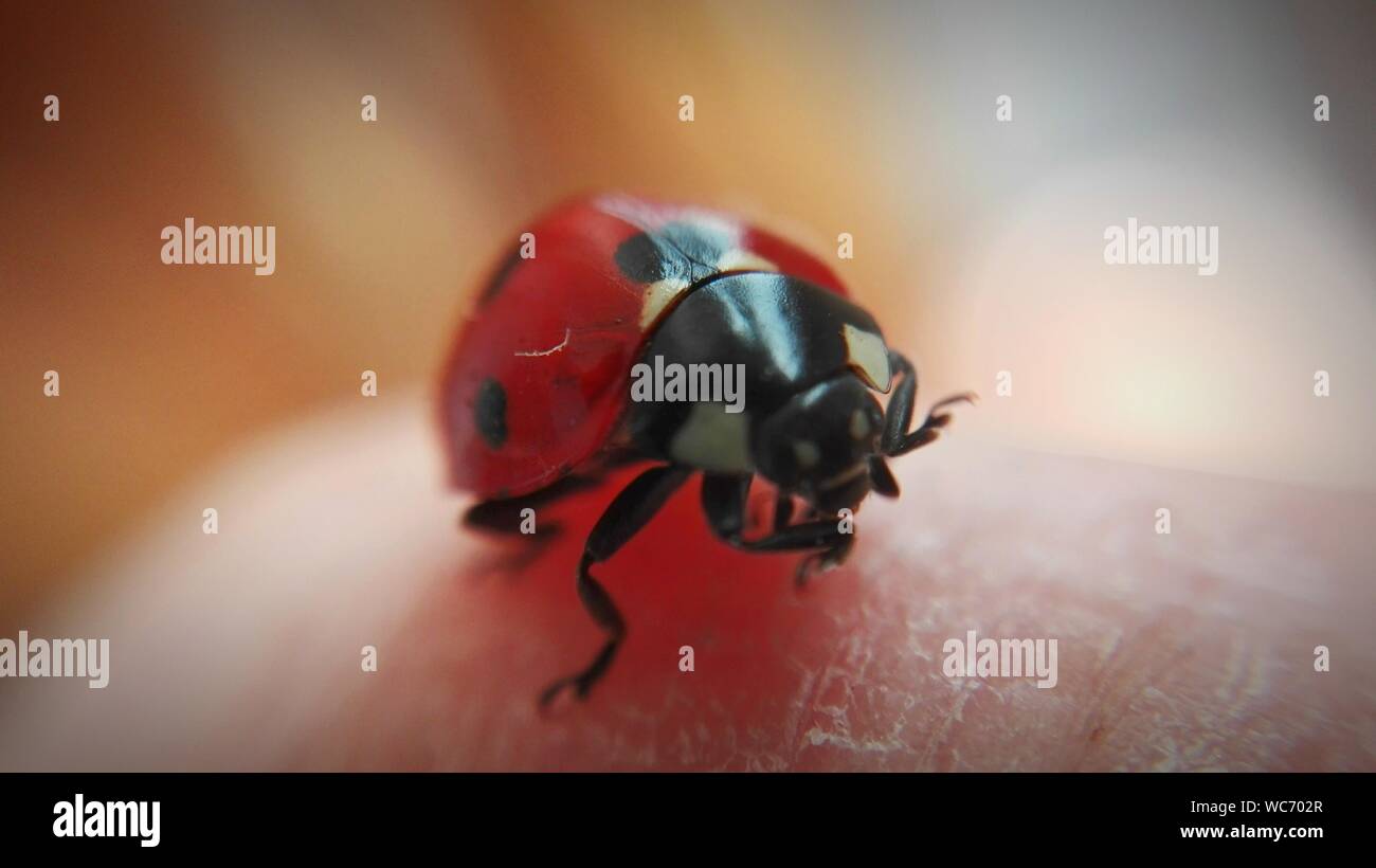 Ladybug hand High Resolution Stock Photography and Images - Alamy