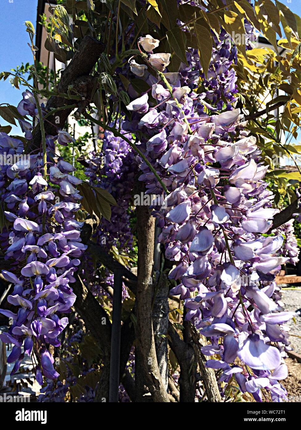 Purple or mauve blossoms hi-res stock photography and images - Alamy