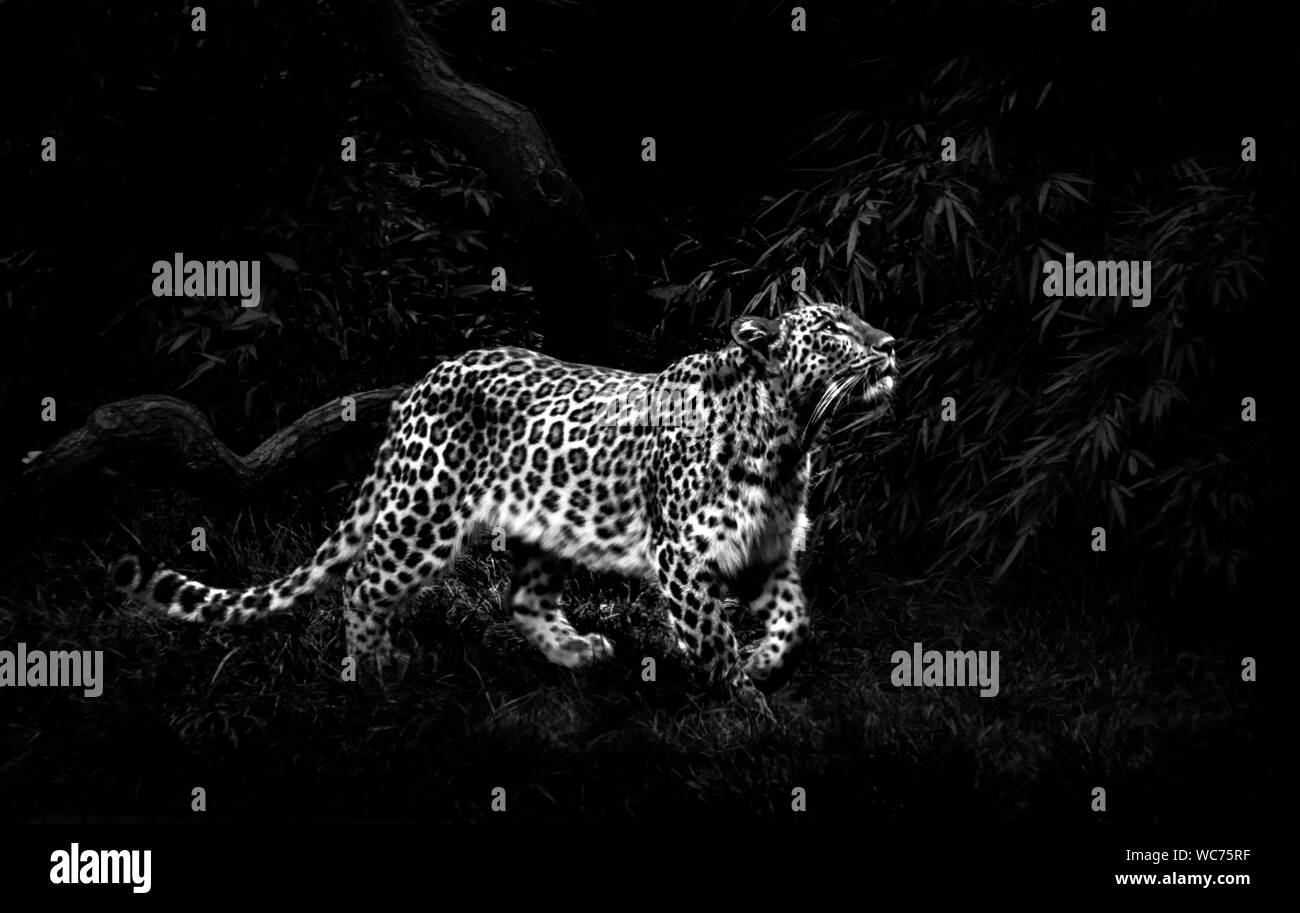 Leopard walking in tree hi-res stock photography and images - Alamy