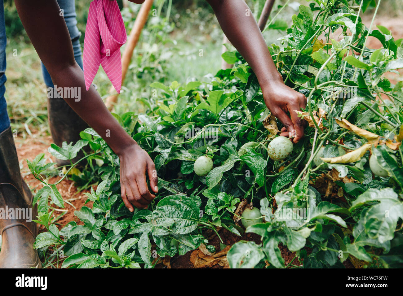 Farmer picking vegetables hi-res stock photography and images - Alamy