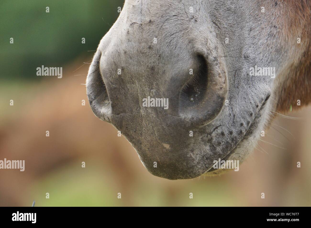 Camel nose hi-res stock photography and images - Alamy
