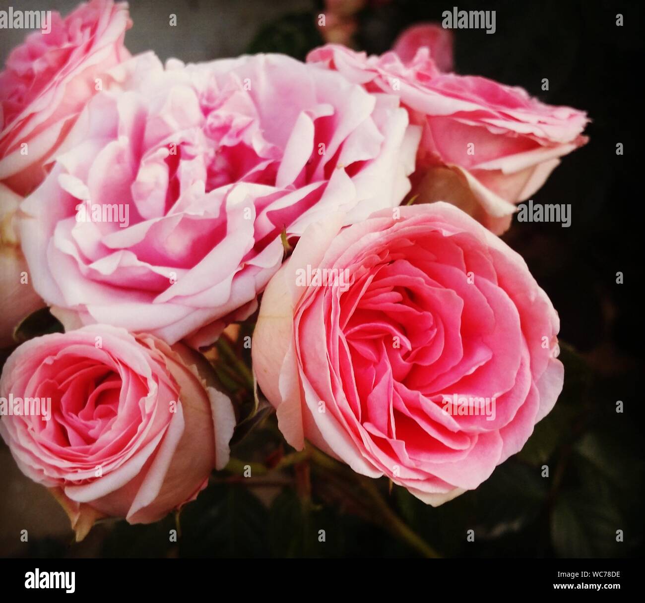 Growing pink roses hi-res stock photography and images - Alamy
