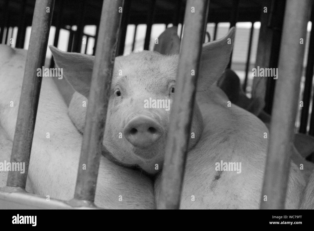 Pigs By Metal Railing At Farm Stock Photo - Alamy