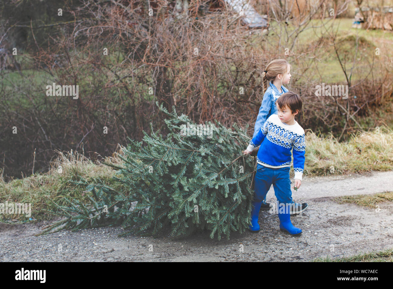 Walking with christmas tree hi-res stock photography and images - Alamy