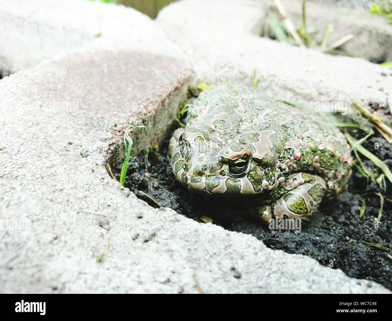 Frog in mud hi-res stock photography and images - Alamy
