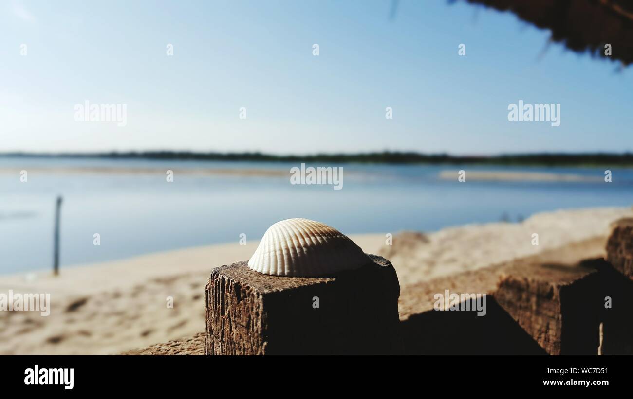 Calm shell hi-res stock photography and images - Alamy