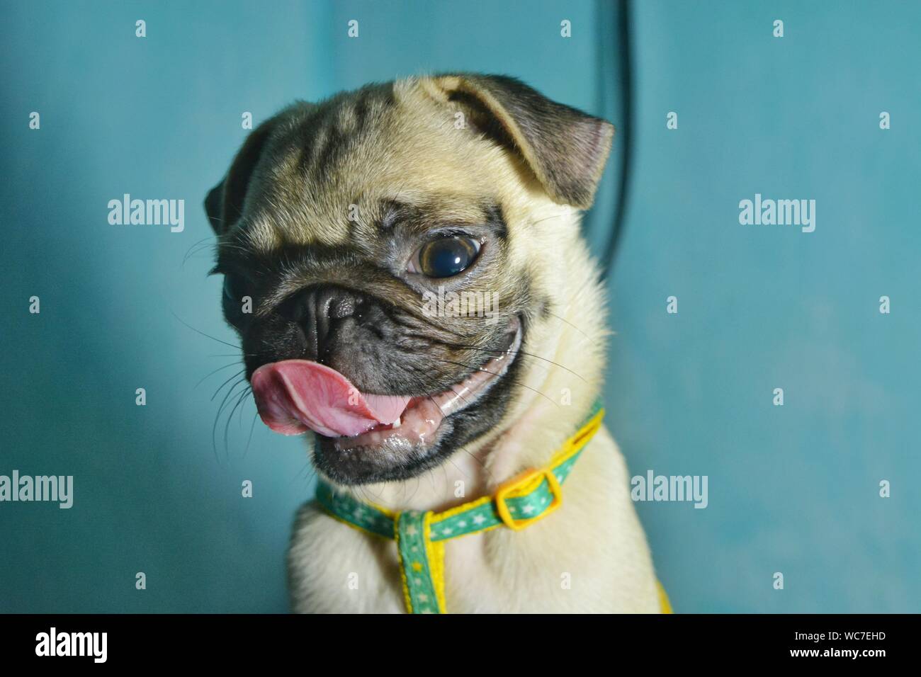 Pug dog tongue hi-res stock photography and images - Alamy