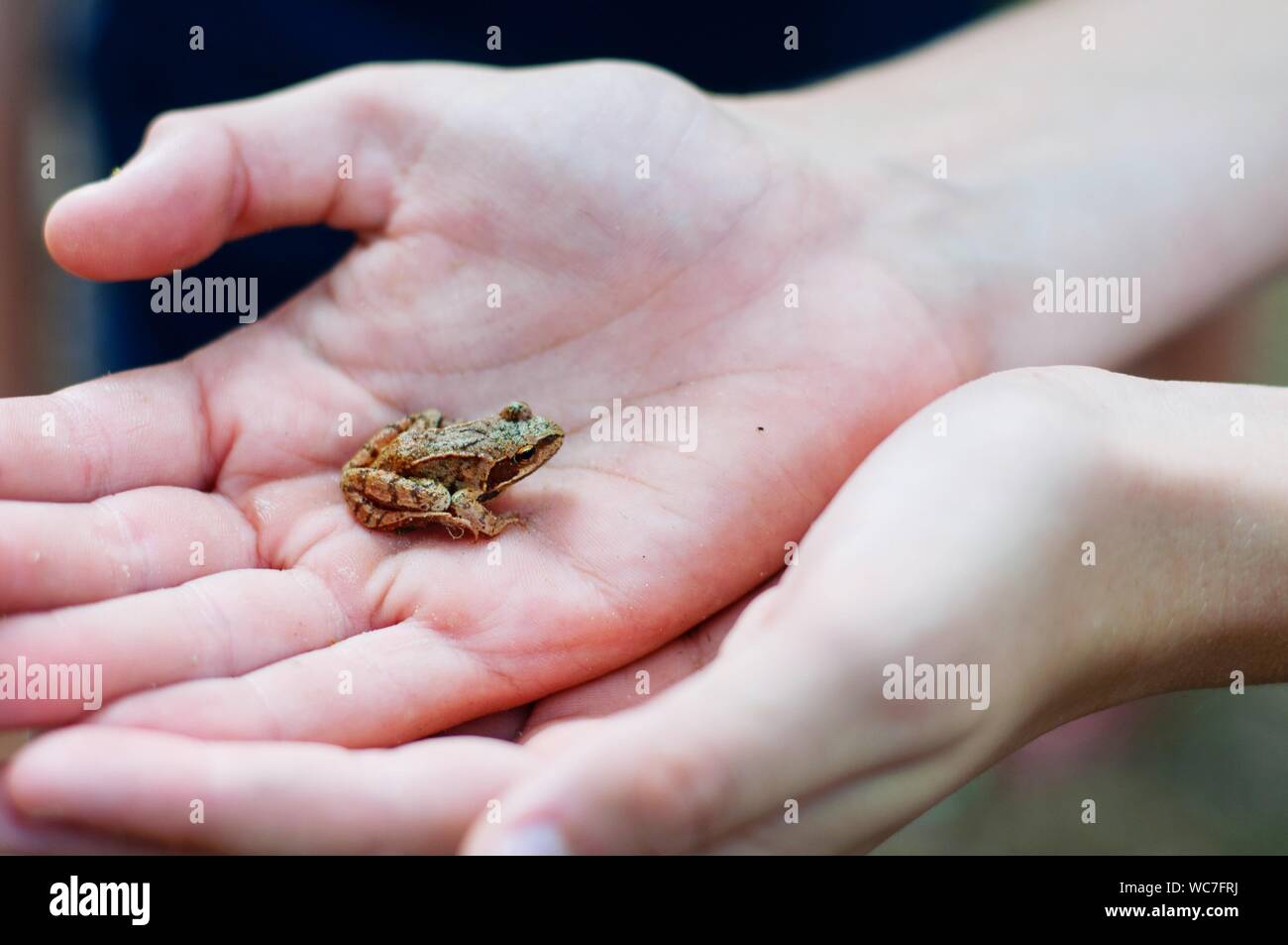 Frog hands hi-res stock photography and images - Alamy