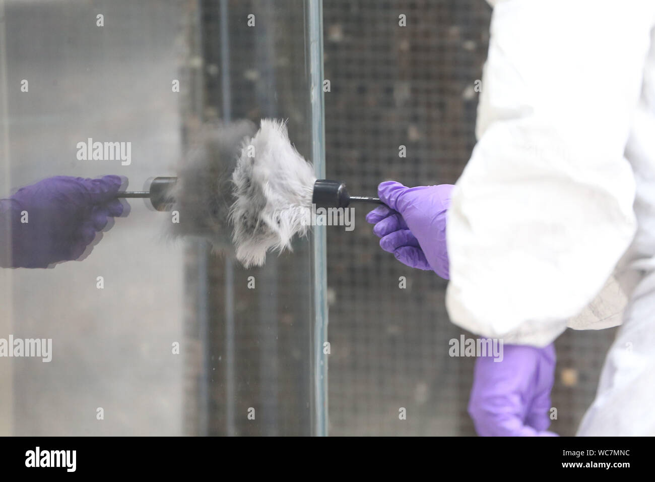 Close-up of NYPD officer's hands wearing gloves dusting for ...