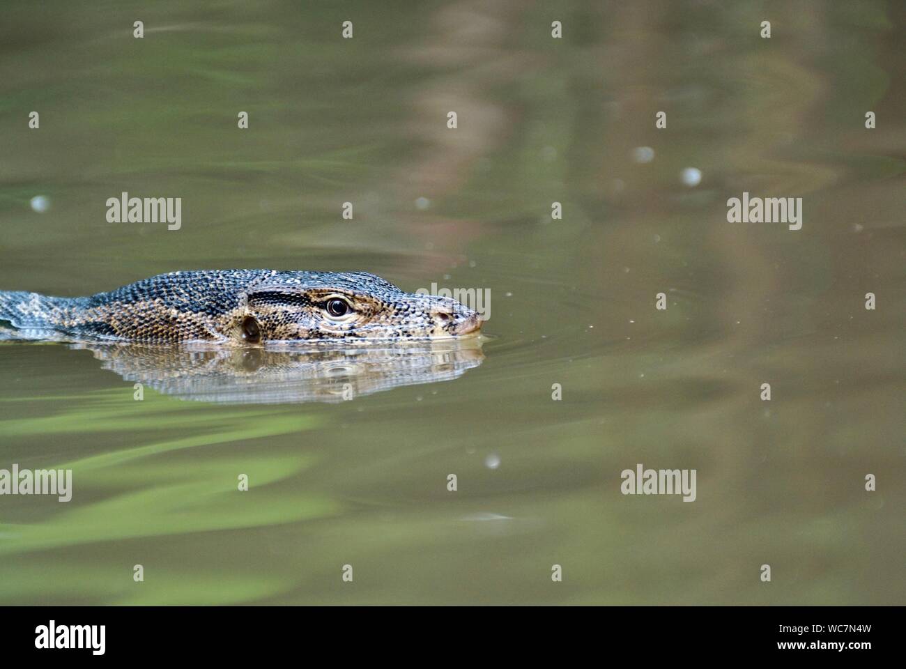 Asian water monitor swimming in hi-res stock photography and images - Alamy