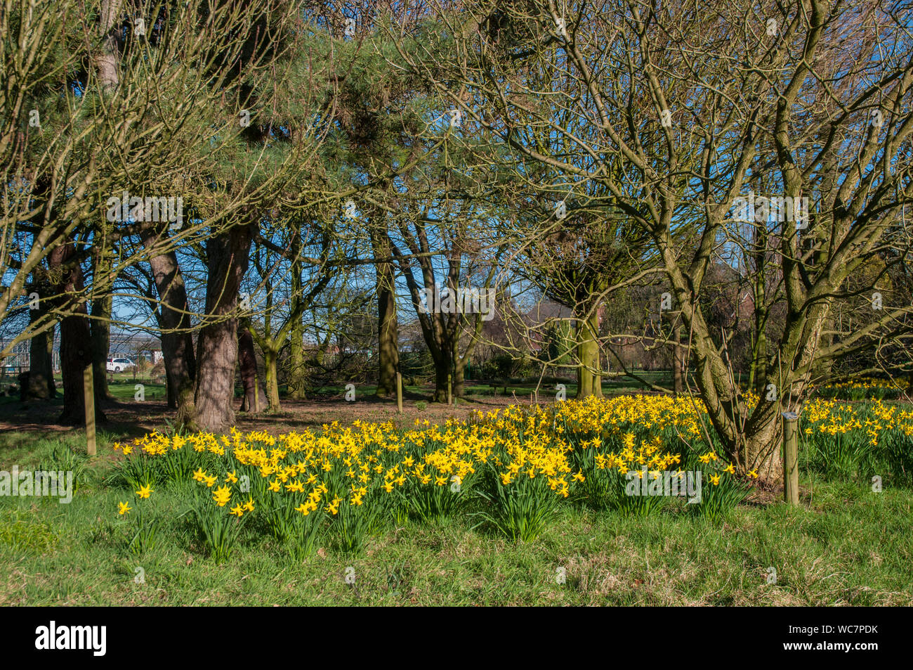 Naturalized bulbs hi-res stock photography and images - Alamy