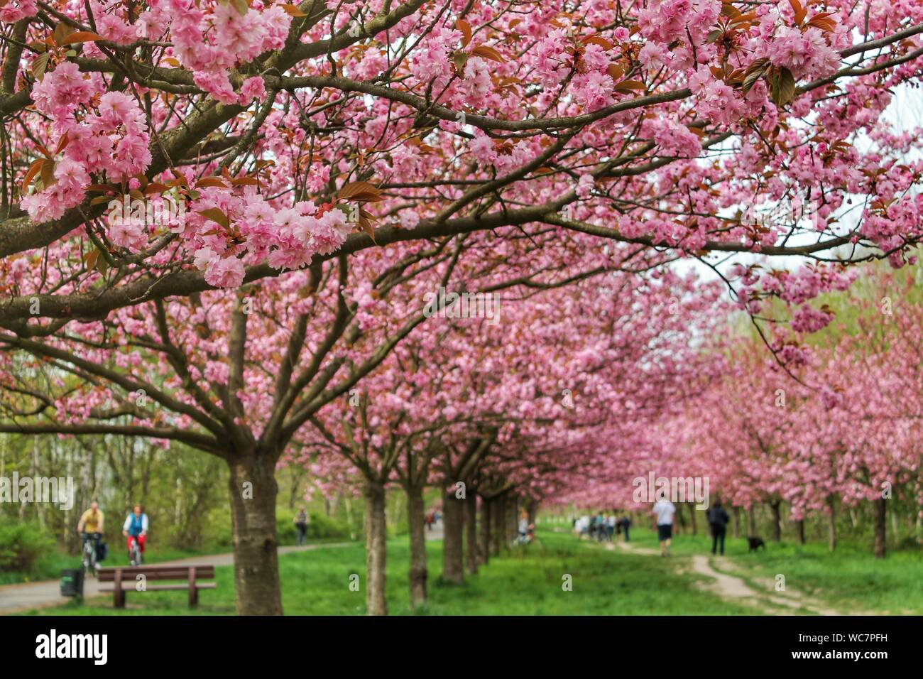 Cherry trees in a row hi-res stock photography and images - Alamy