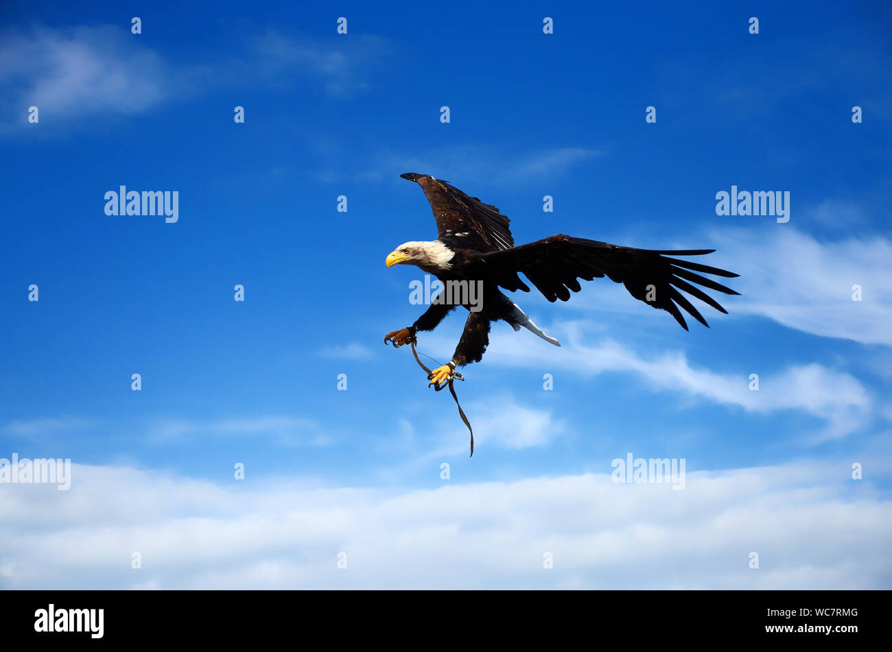Bad eagle hi-res stock photography and images - Alamy