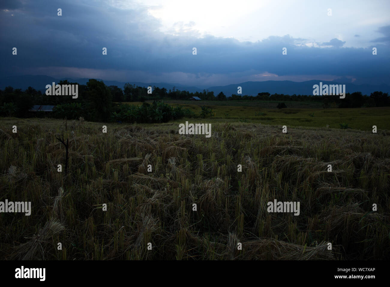 Dry rice field hi-res stock photography and images - Alamy
