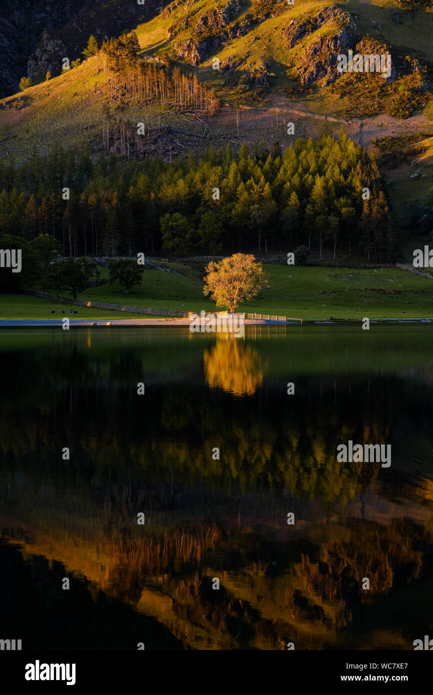Lone tree buttermere lake district hi-res stock photography and images ...