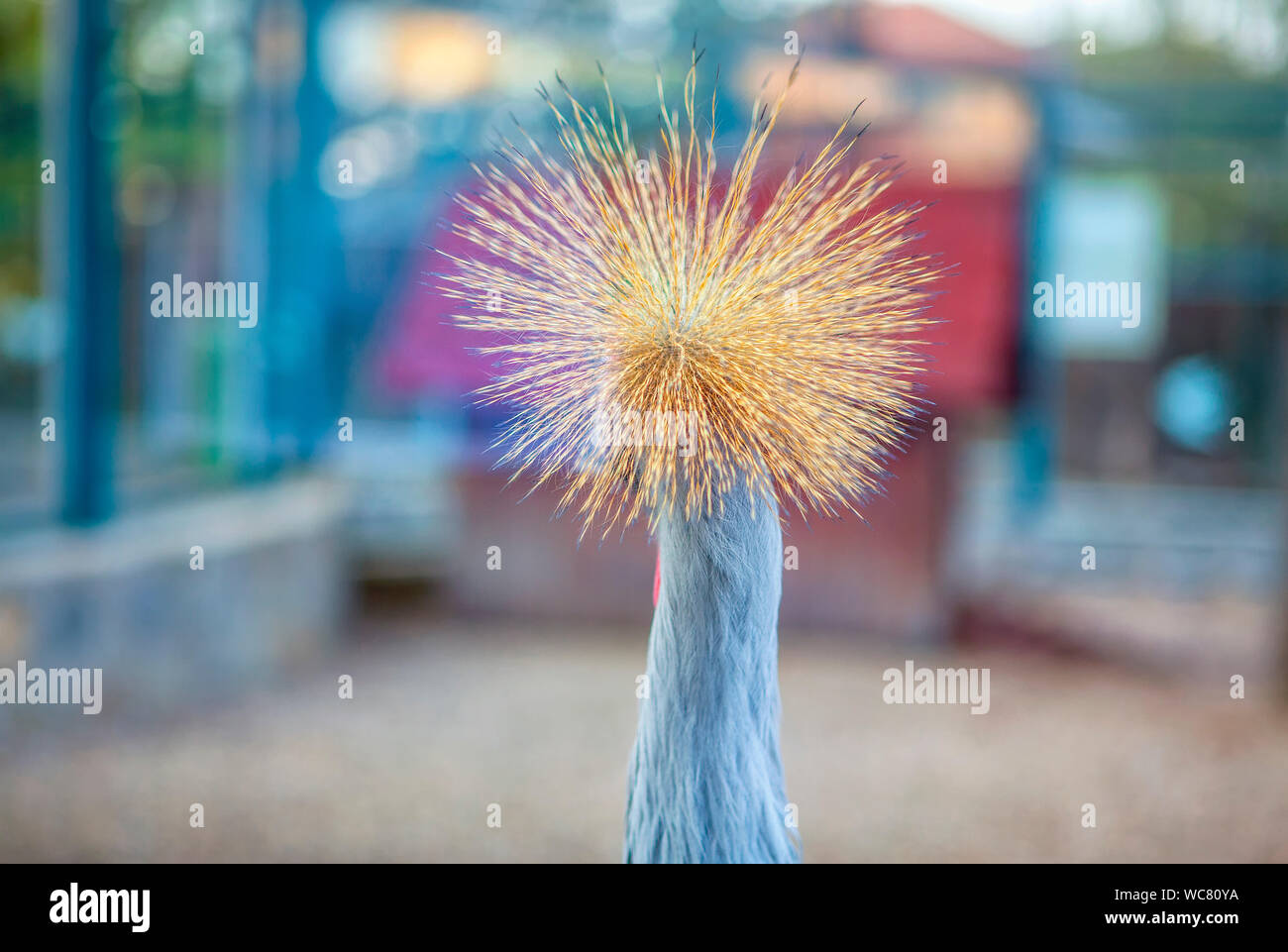 back view of crowned crane bird Stock Photo - Alamy