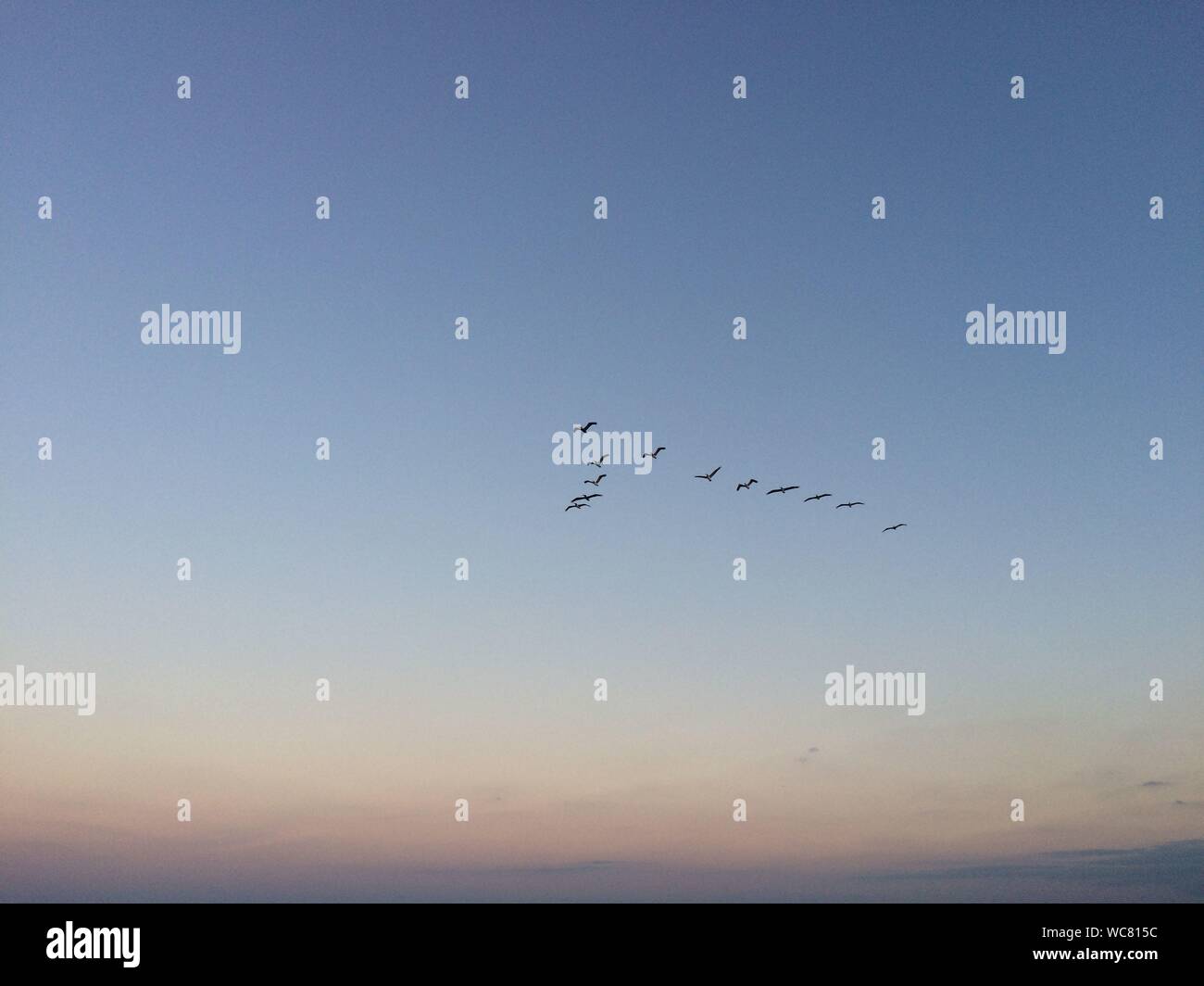 Birds flying v formation hi-res stock photography and images - Alamy