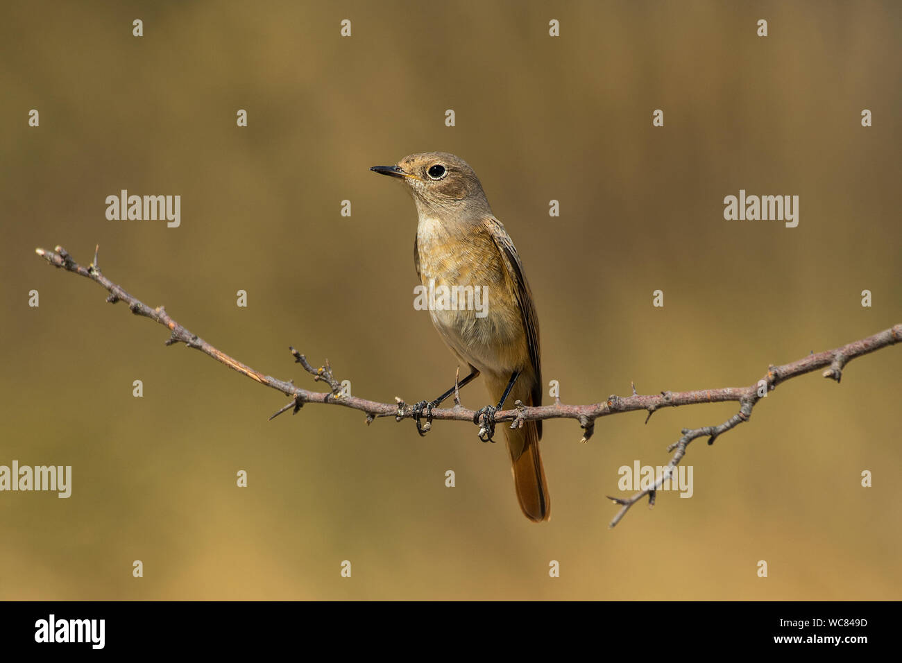 Black Redstart High Resolution Stock Photography and Images - Alamy