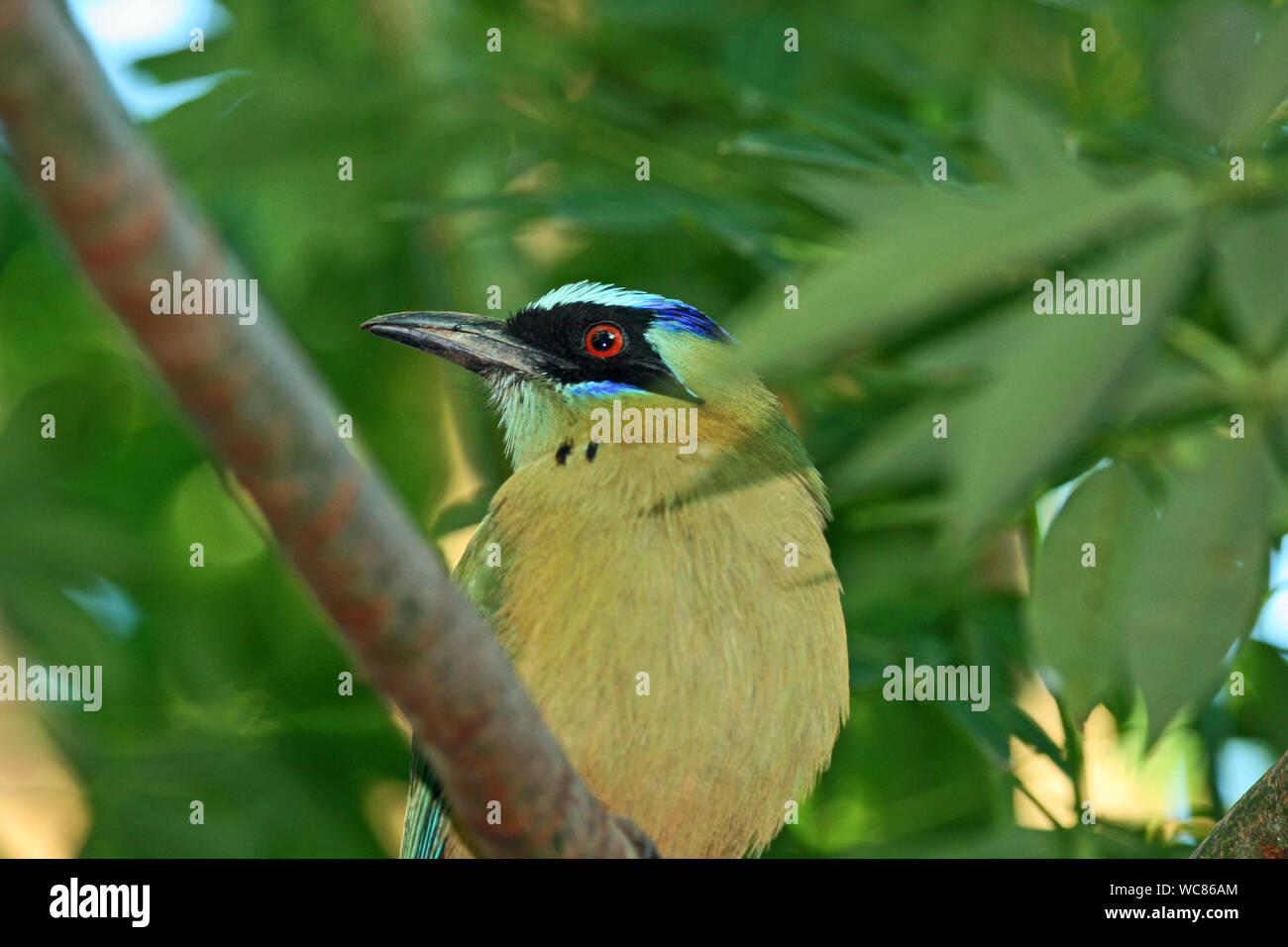 Motmot bird hi-res stock photography and images - Alamy