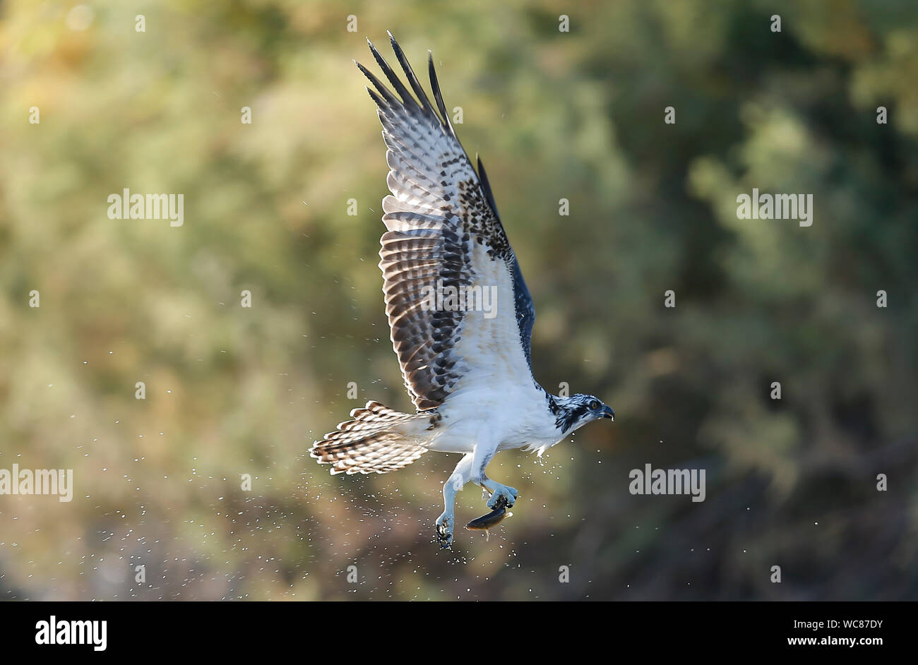 Arizona osprey hi-res stock photography and images - Alamy