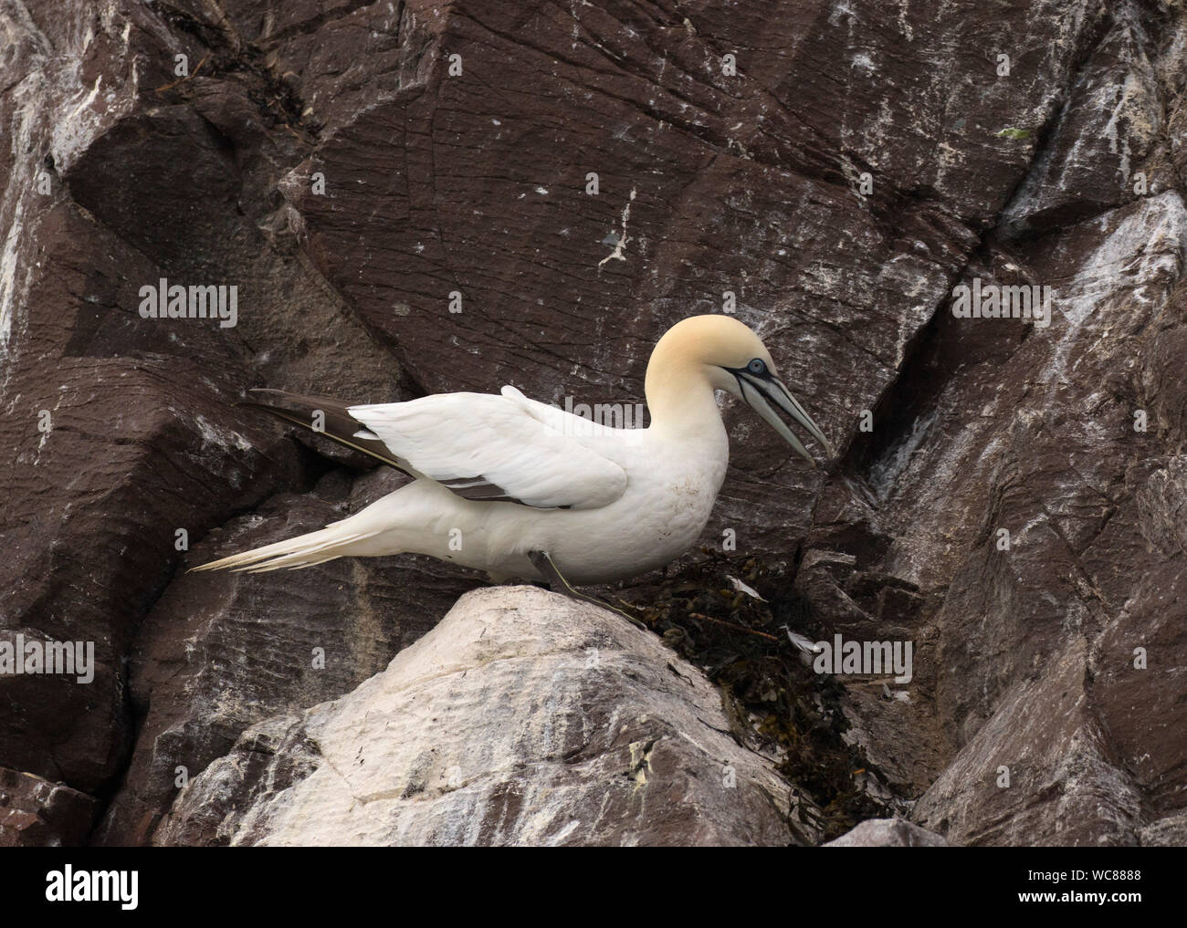 Northern Gannet, Morus bassana, single adult standing on rocks, Bass ...