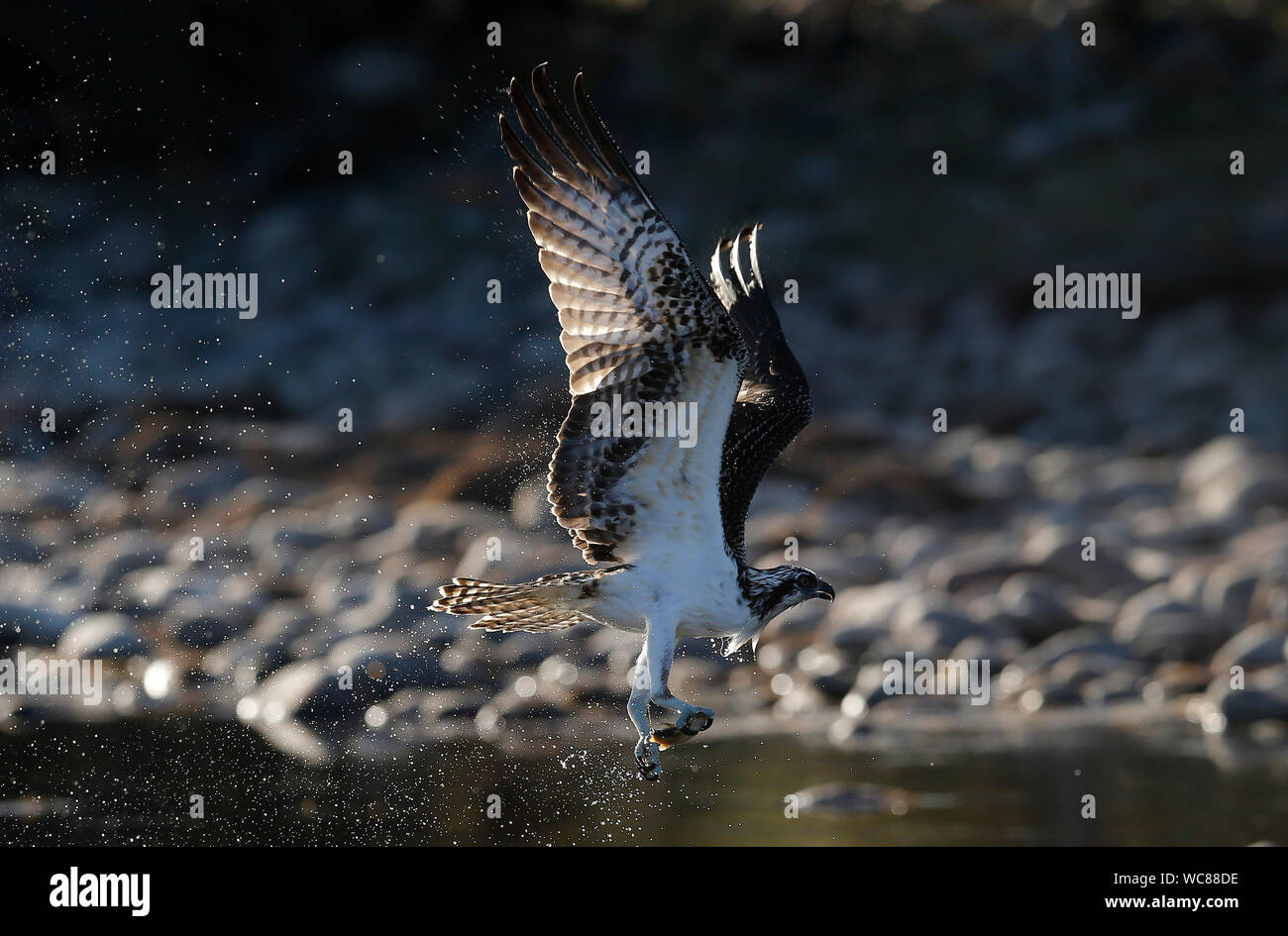 Arizona osprey hi-res stock photography and images - Alamy