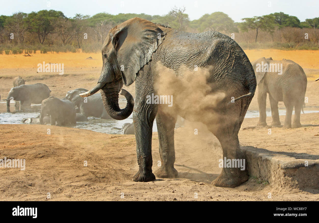 Elephants landscape hi-res stock photography and images - Alamy