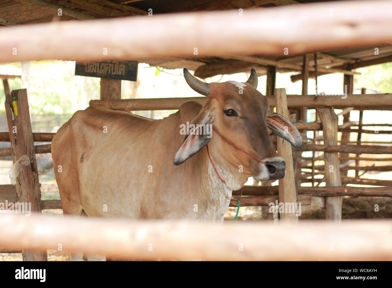 Frontal view hi-res stock photography and images - Alamy