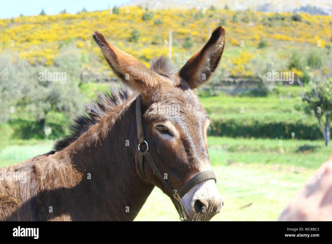 Donkey landscape hi-res stock photography and images - Alamy