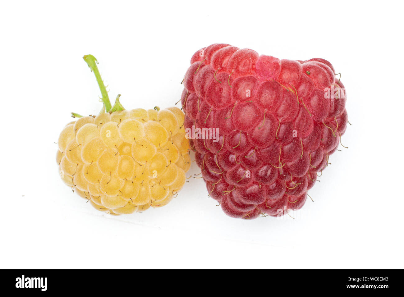 One whole fresh golden hymalayan raspberry with one red berry flatlay ...