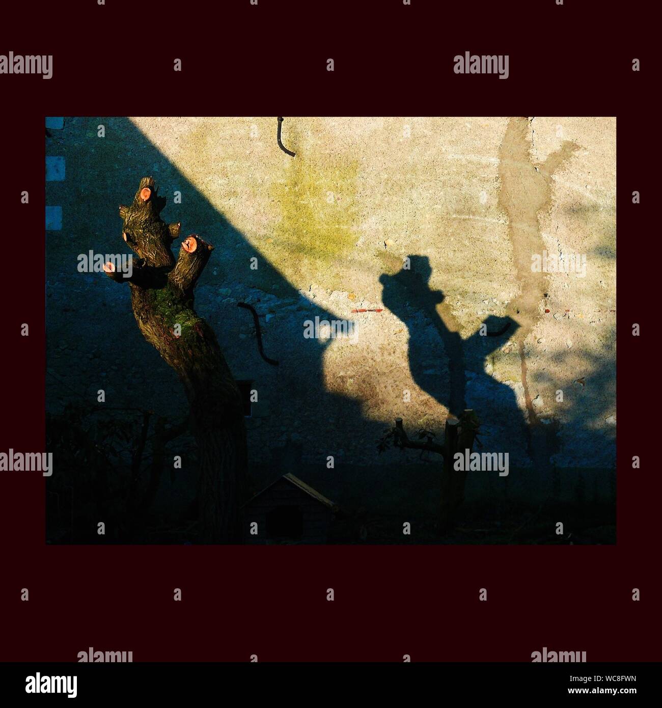 Tree stump shadow hi-res stock photography and images - Alamy