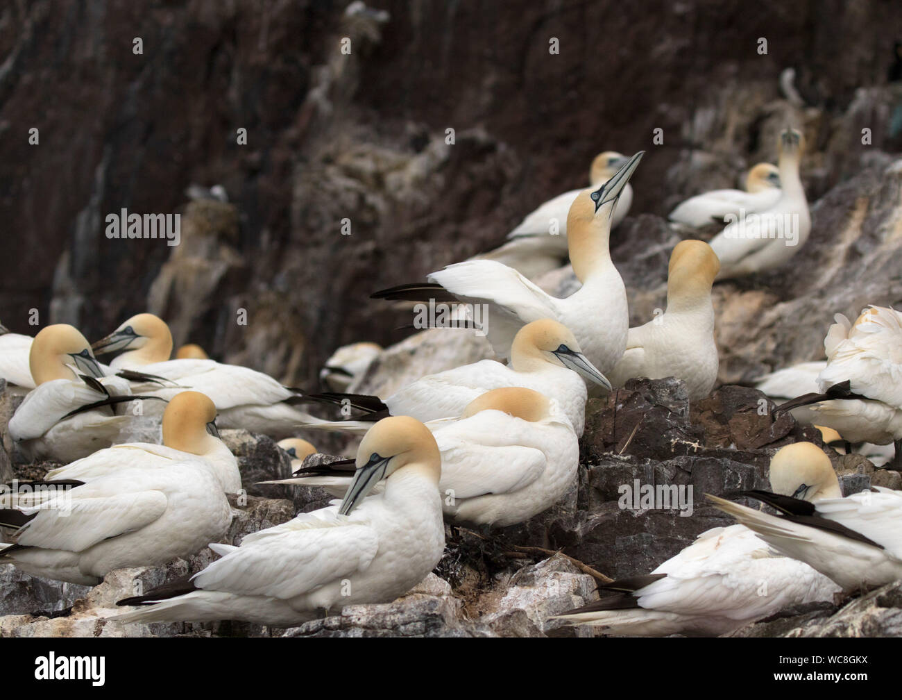 Gannet Nesting Season Hi Res Stock Photography And Images Alamy
