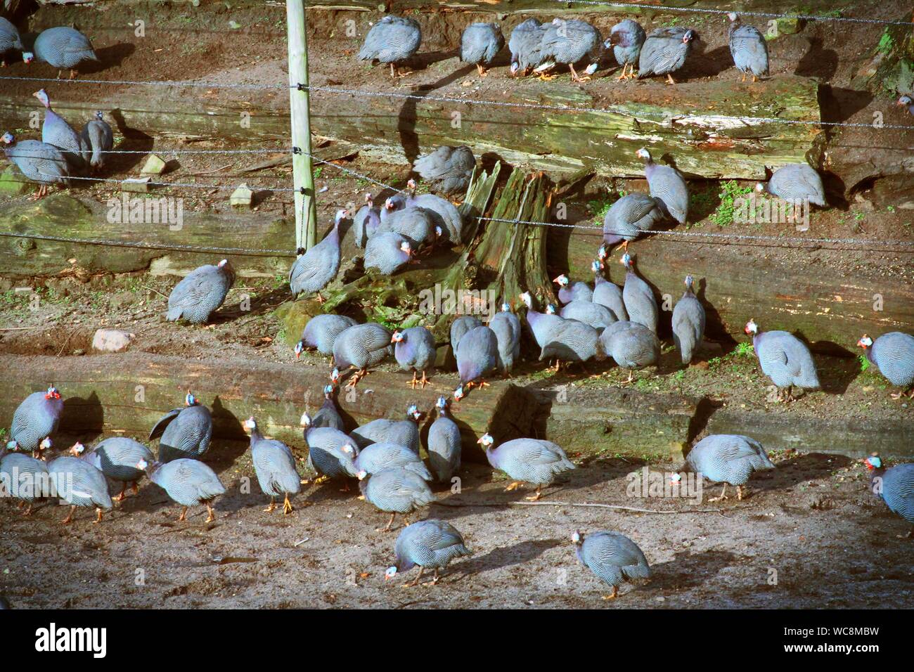 Guinea fowl flock hi-res stock photography and images - Alamy