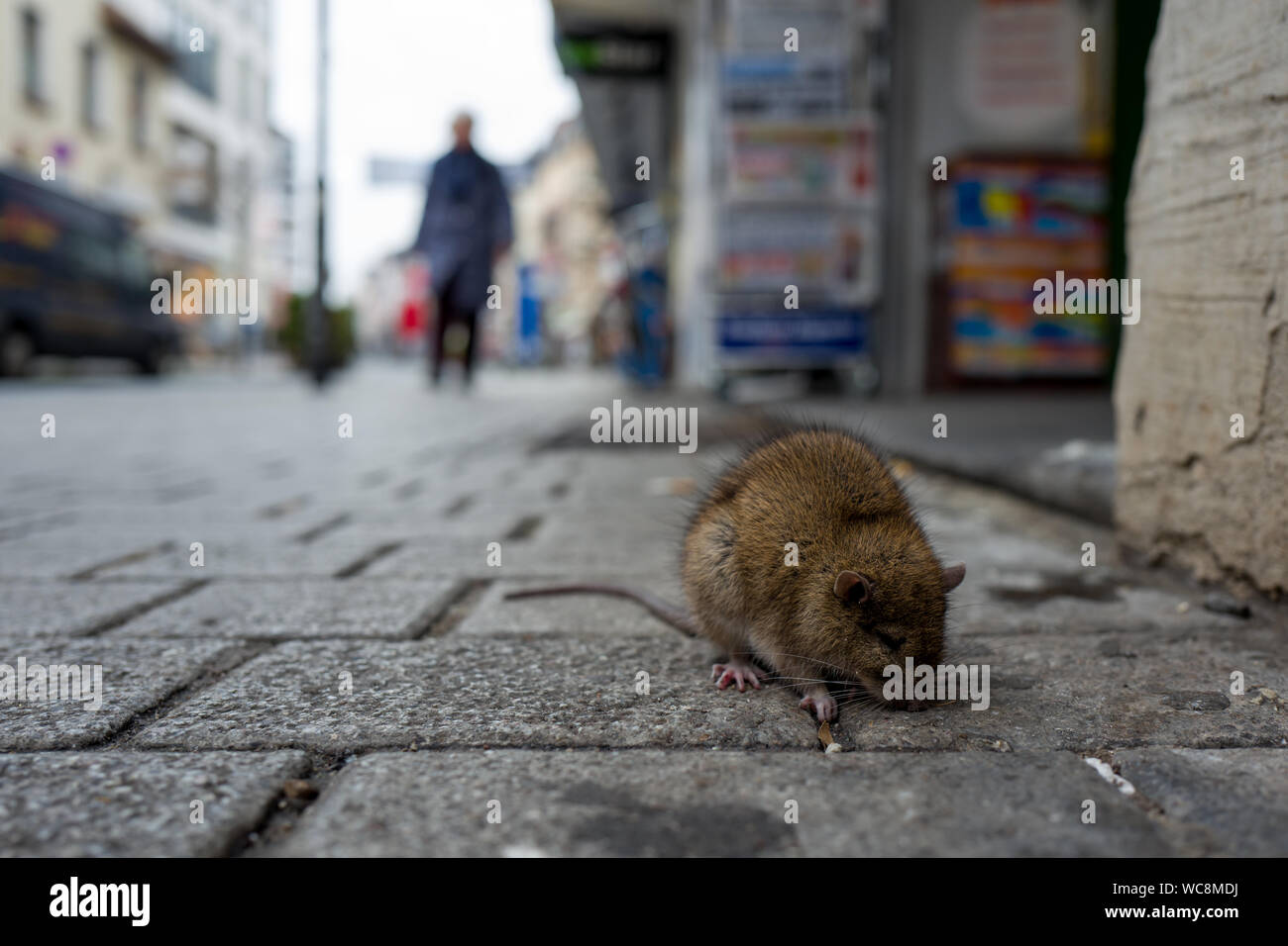 Rat city street hi-res stock photography and images - Alamy